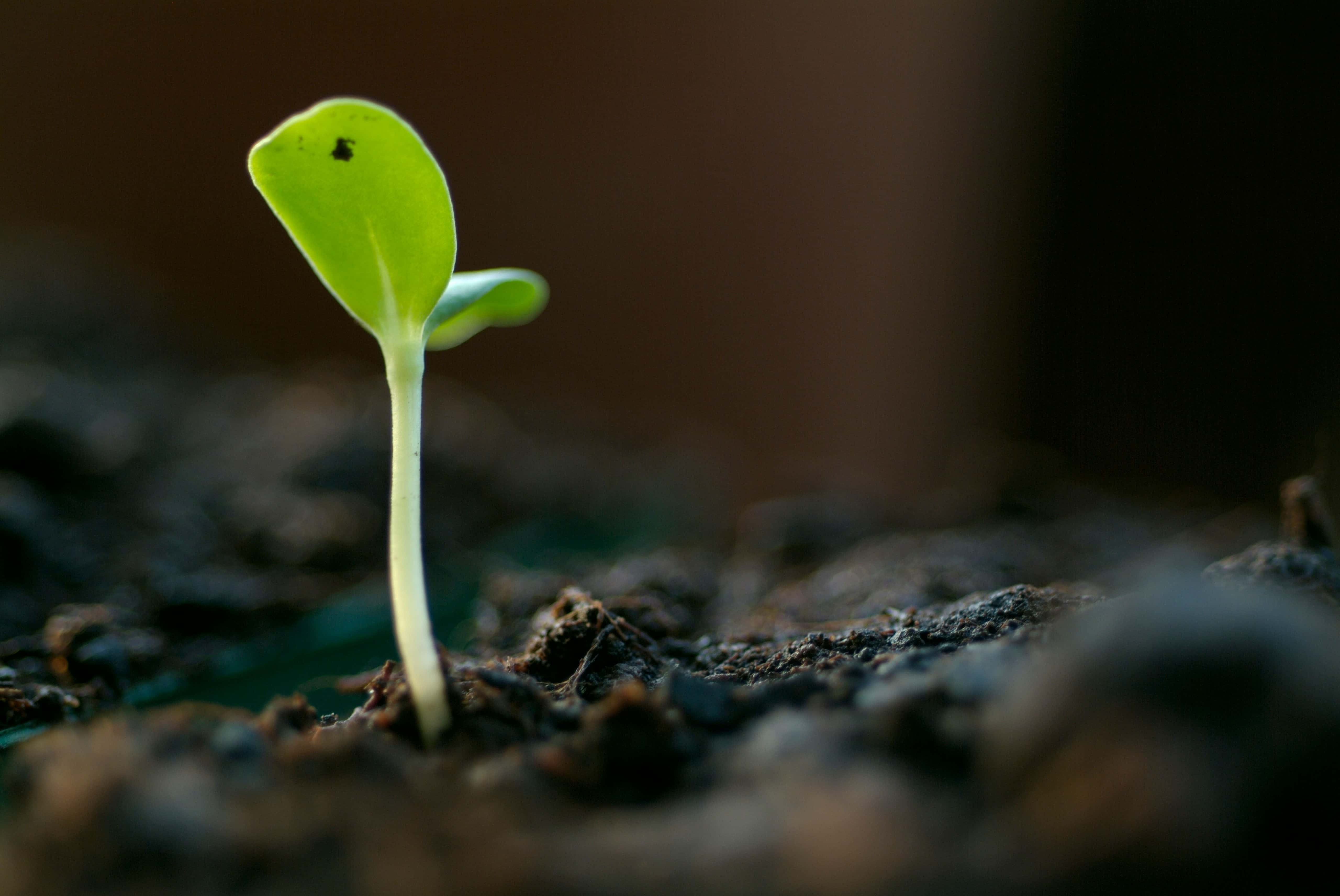 One green shoot. Image shot 2006. Exact date unknown. - Conseil en ...